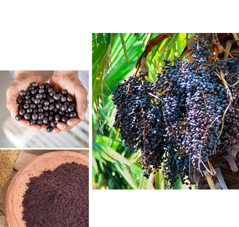 Baie d’Açaï : bienfaits, vertus, propriétés et utilisation | Bioenergies