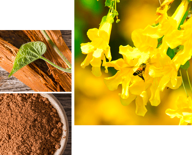 Griffe de chat: bienfaits et vertus, propriétés et posologie, efficaté ...