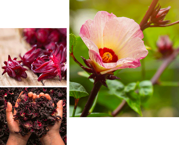 Karkadé bio : des fleurs d’hibiscus aux nombreuses vertus | Bioénergies